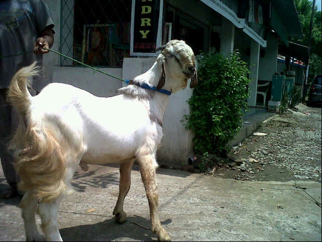 Dinner In Wahid Sikil Wedus terdekat - Restoran dan Tempat Makan Snack ...