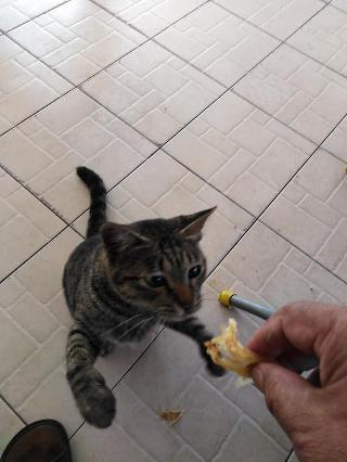 Roti Canai & Nasi Lemak Kampung menu and price 2022-2023 | YummyAdvisor