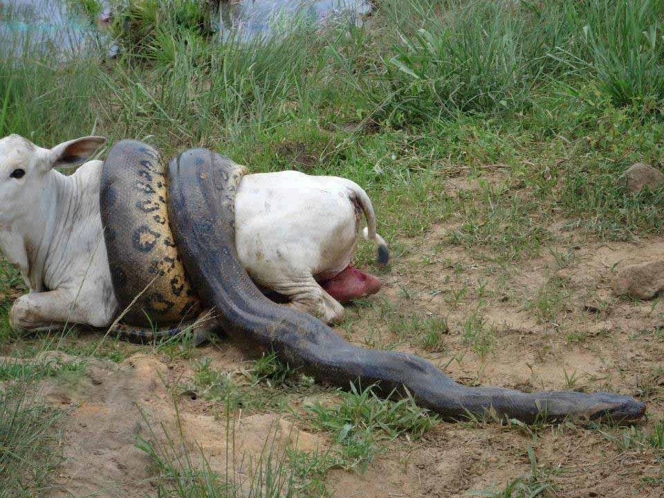 Joki Ular Sawa, Restaurant, Seremban | YummyAdvisor